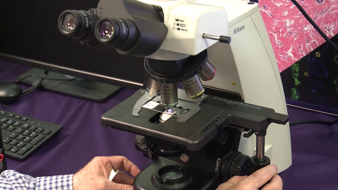 Carrefour Pathologie 2025 - Excilone Systemes